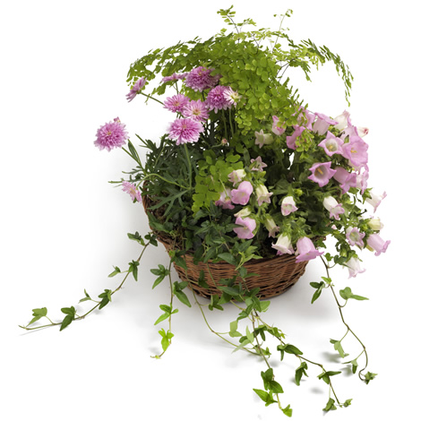 Ruby - Teleflora international