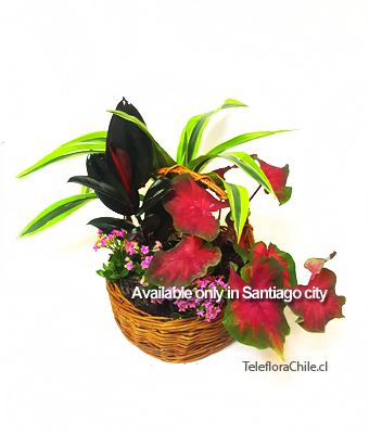 Arrangement of Plants - Teleflora international