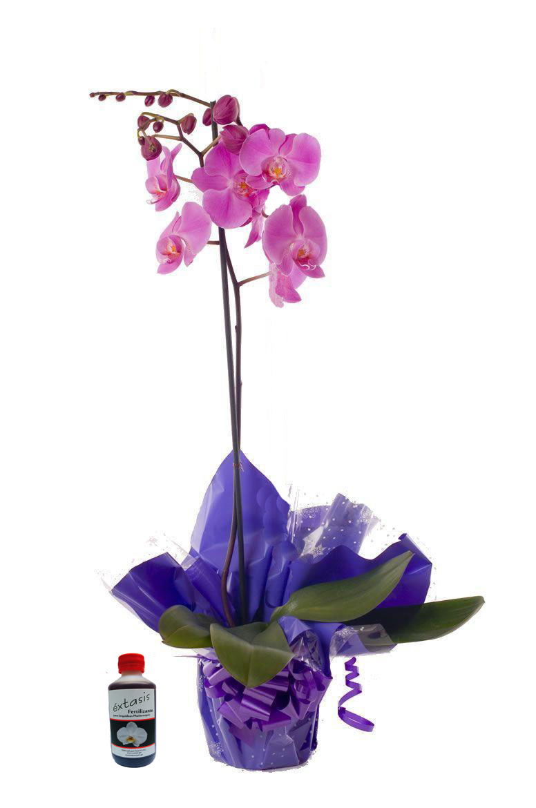 Send Flower Delivery to Peru - Teleflora international