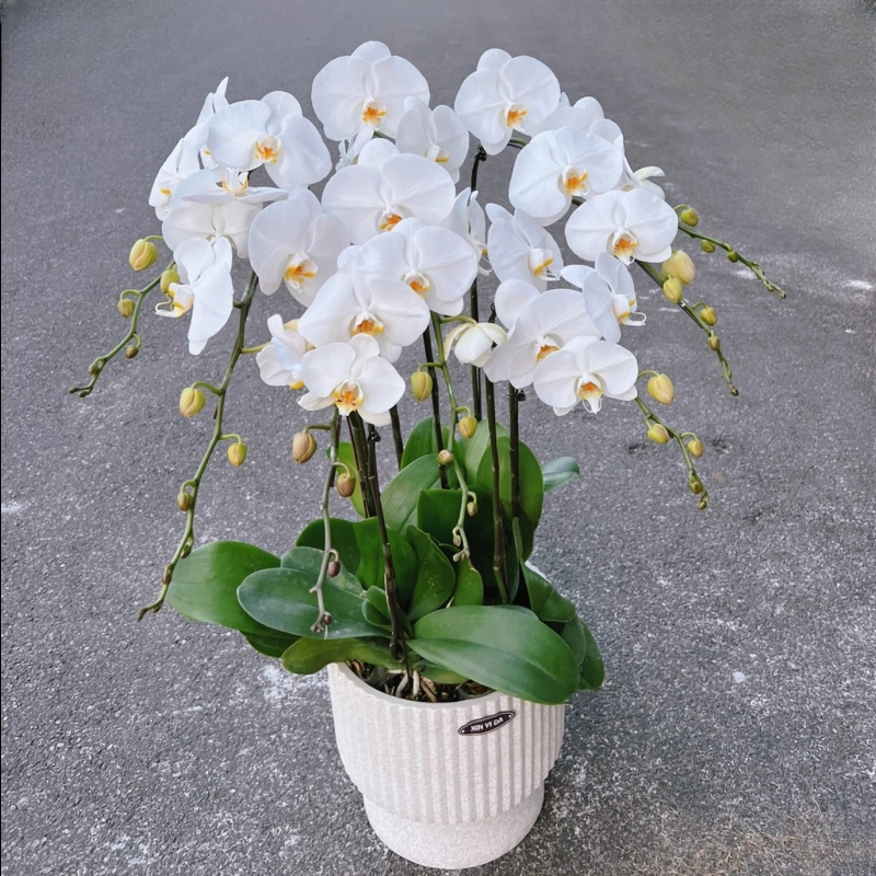 Send Flower Delivery to China - Teleflora international