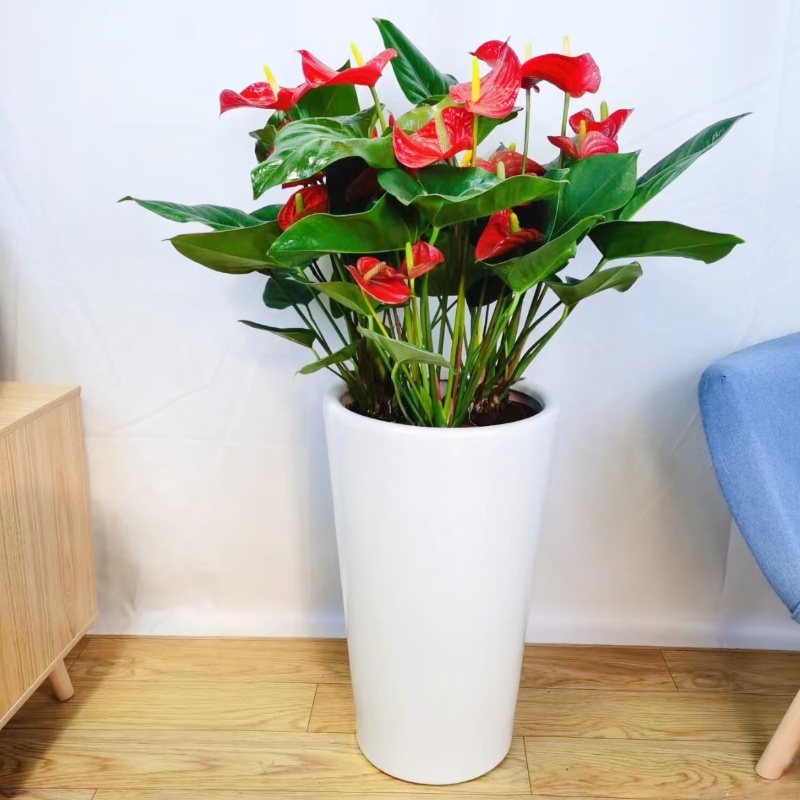 Red-hot plant - Teleflora international