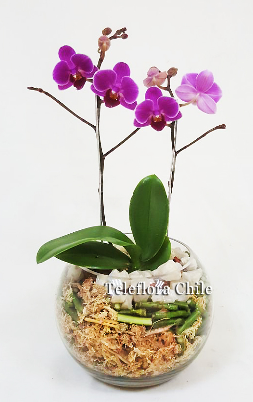 Exclusive Miniature Orchid Plaleanopsis - Teleflora international