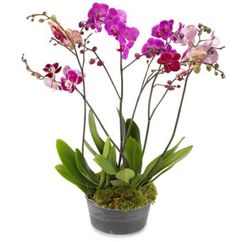 Orchid sensation - Teleflora international