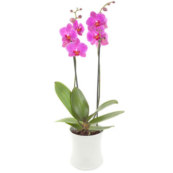 Charming pink orchid - Teleflora international