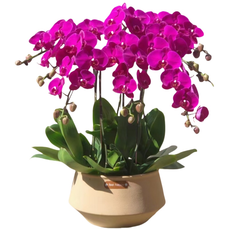 Send Flower Delivery to China - Teleflora international