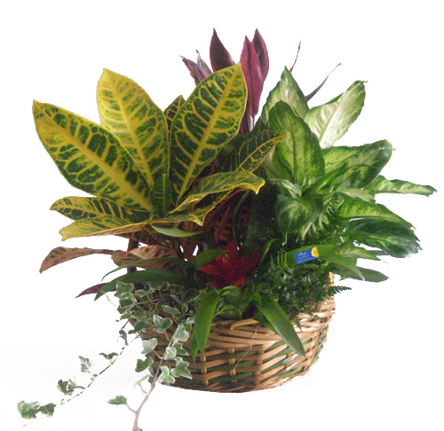 THE MOST BEAUTIFUL PLANTS TO GIVE! - Teleflora international