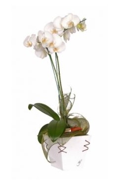 Orchid Plant in a Container - Teleflora international