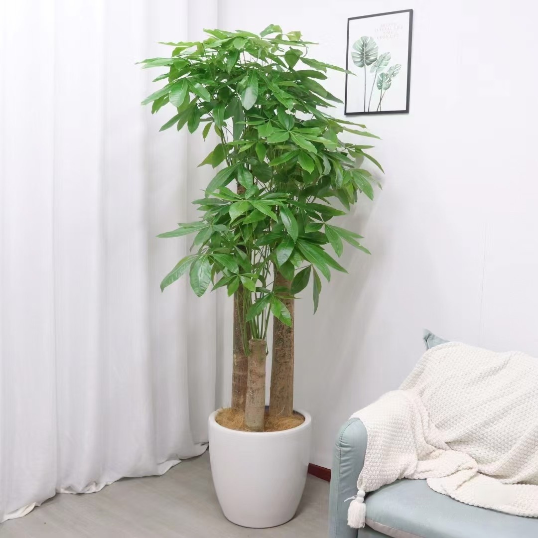 Big money tree - Teleflora international