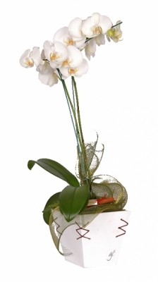 Send Flower Delivery to Brazil - Teleflora international