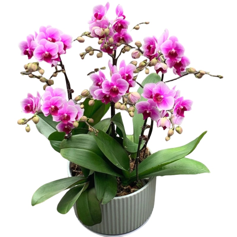 Pink butterfly orchid - Teleflora international