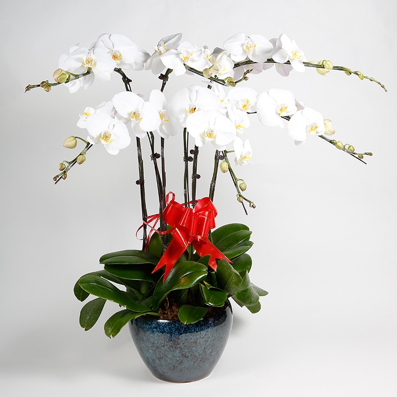 Send Flower Delivery to China - Teleflora international